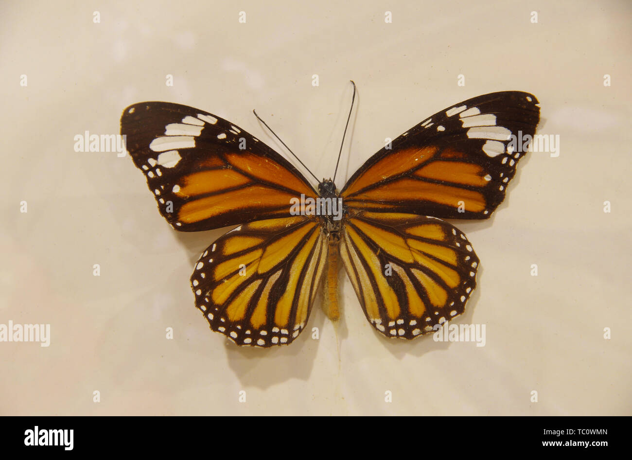 A specimen of butterflies Stock Photo - Alamy