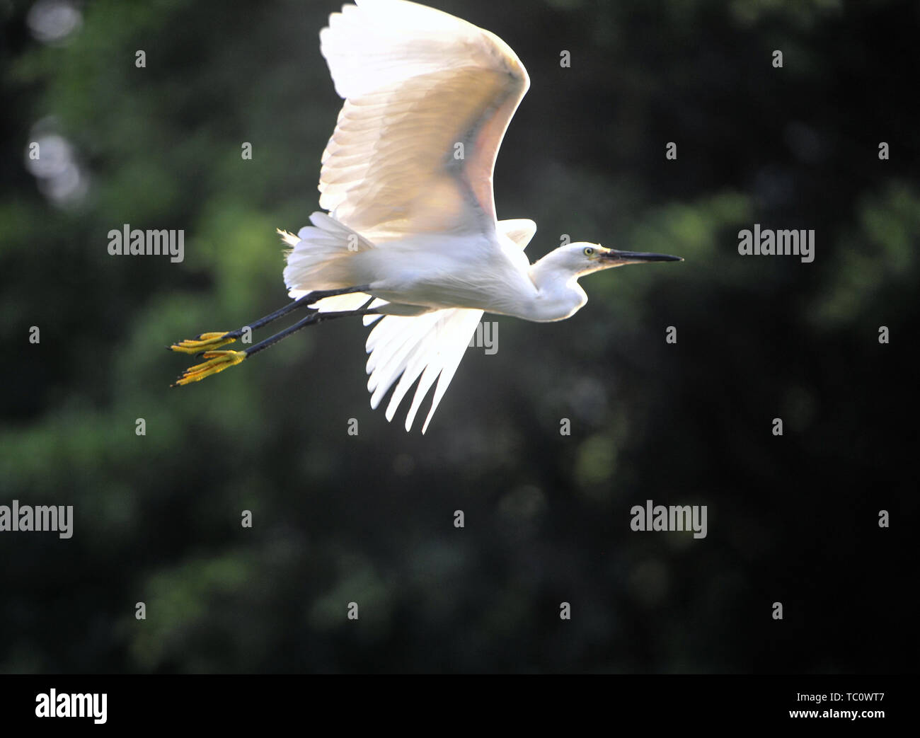 Flying fish dance hi-res stock photography and images - Alamy