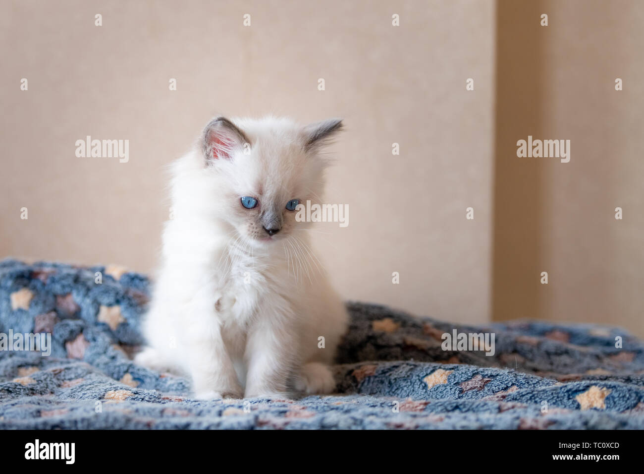 Seal Gloves, Pet Muppets, Cats, Milk Cats Stock Photo - Alamy