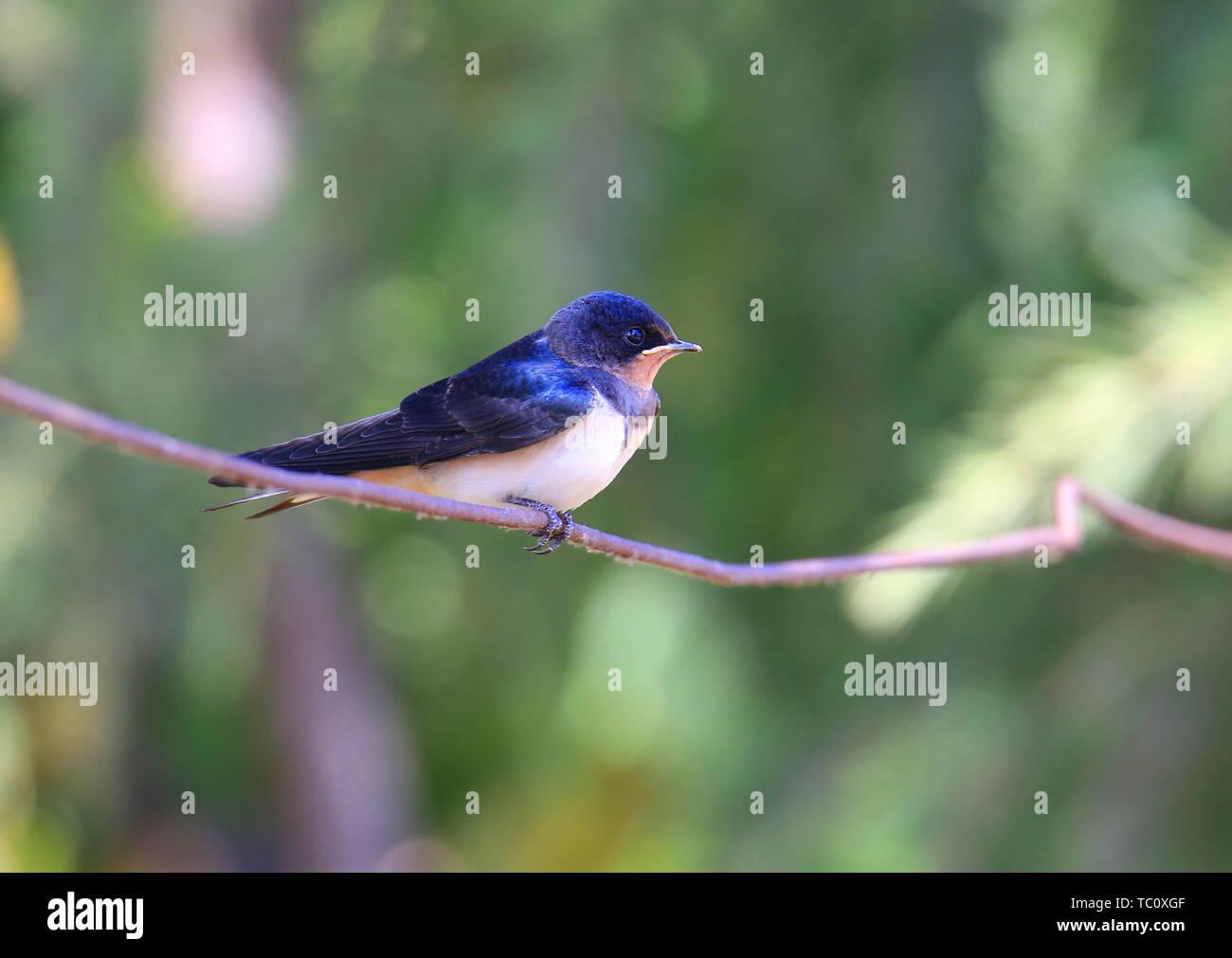 Watching for flying insects hi-res stock photography and images - Alamy