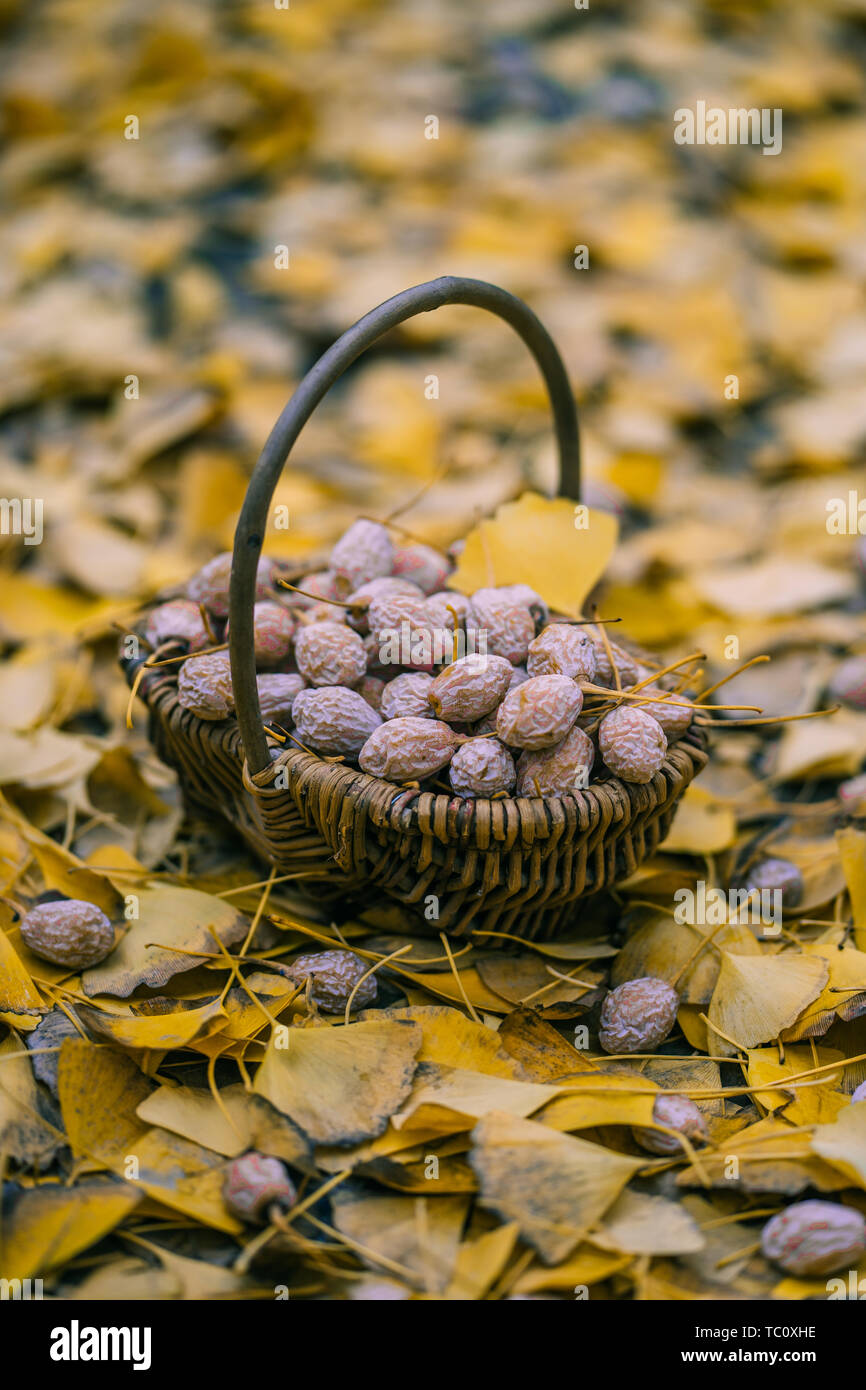 Ginkgo biloba leaves and ginkgo fruit Stock Photo - Alamy