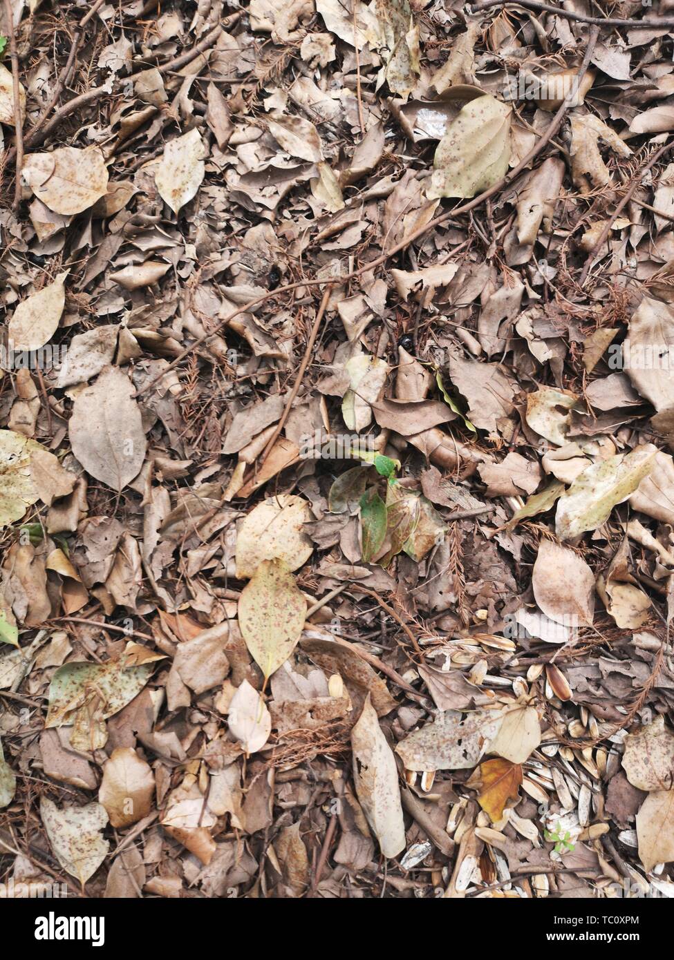 Background of withered leaves Stock Photo - Alamy
