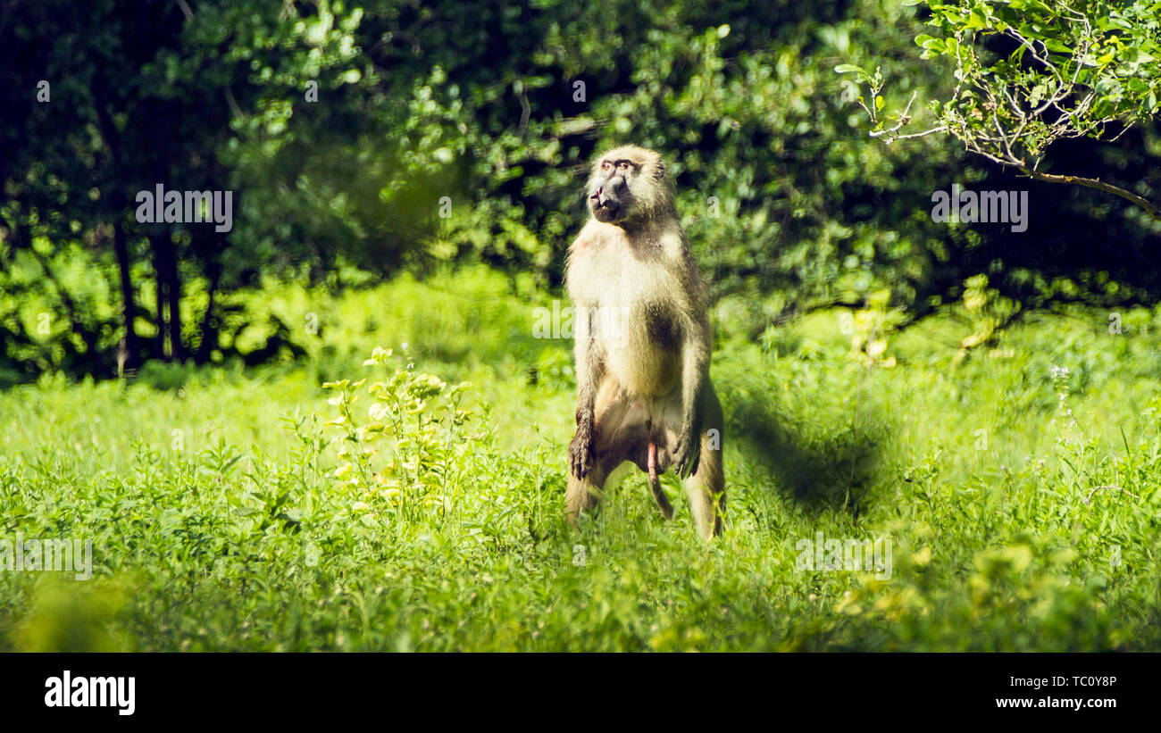 Africa, Zimbabwe, mana wildlife, national park, animals, baboons ...