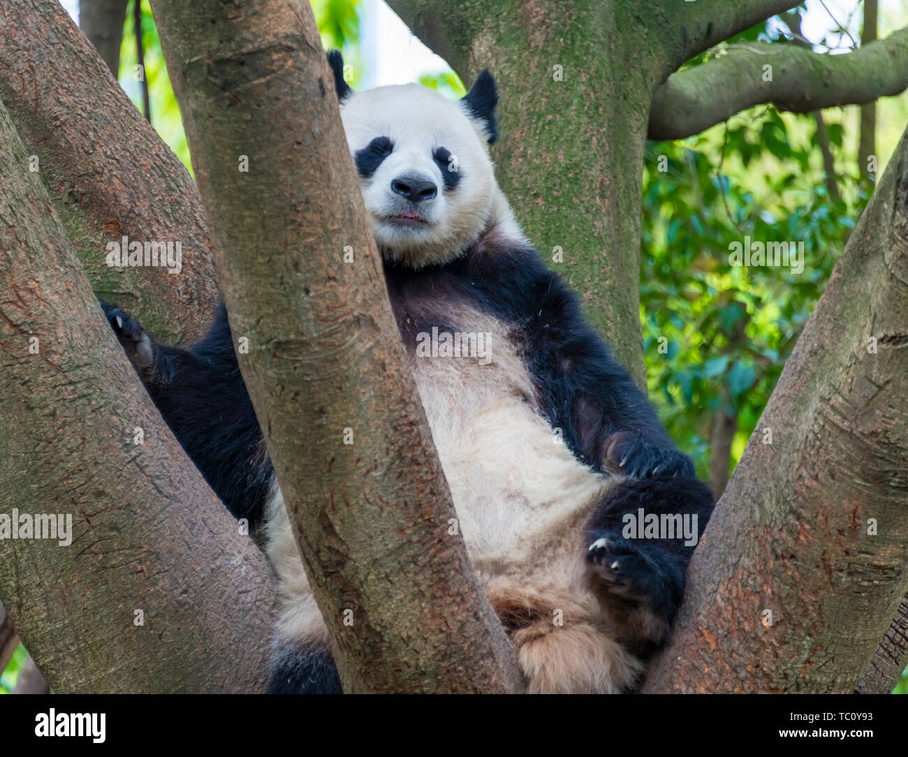 A lazy giant panda lying down Stock Photo - Alamy