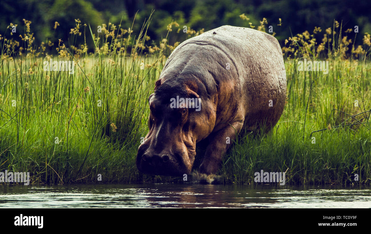 Africa, Zimbabwe, animals, natural primitive, hippos, Zambezi Stock ...