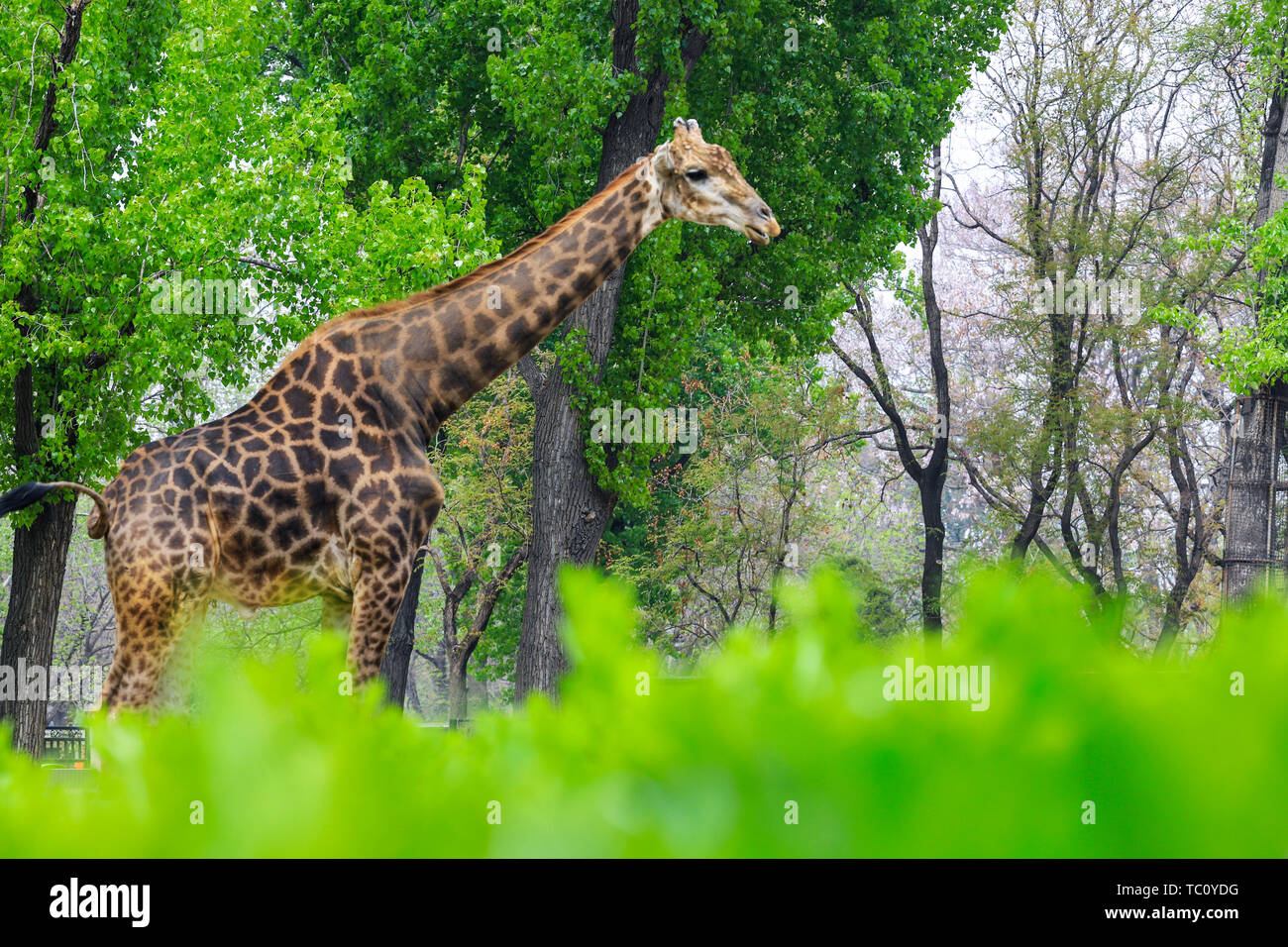 Beijing Zoo Animals High Resolution Stock Photography and Images - Alamy