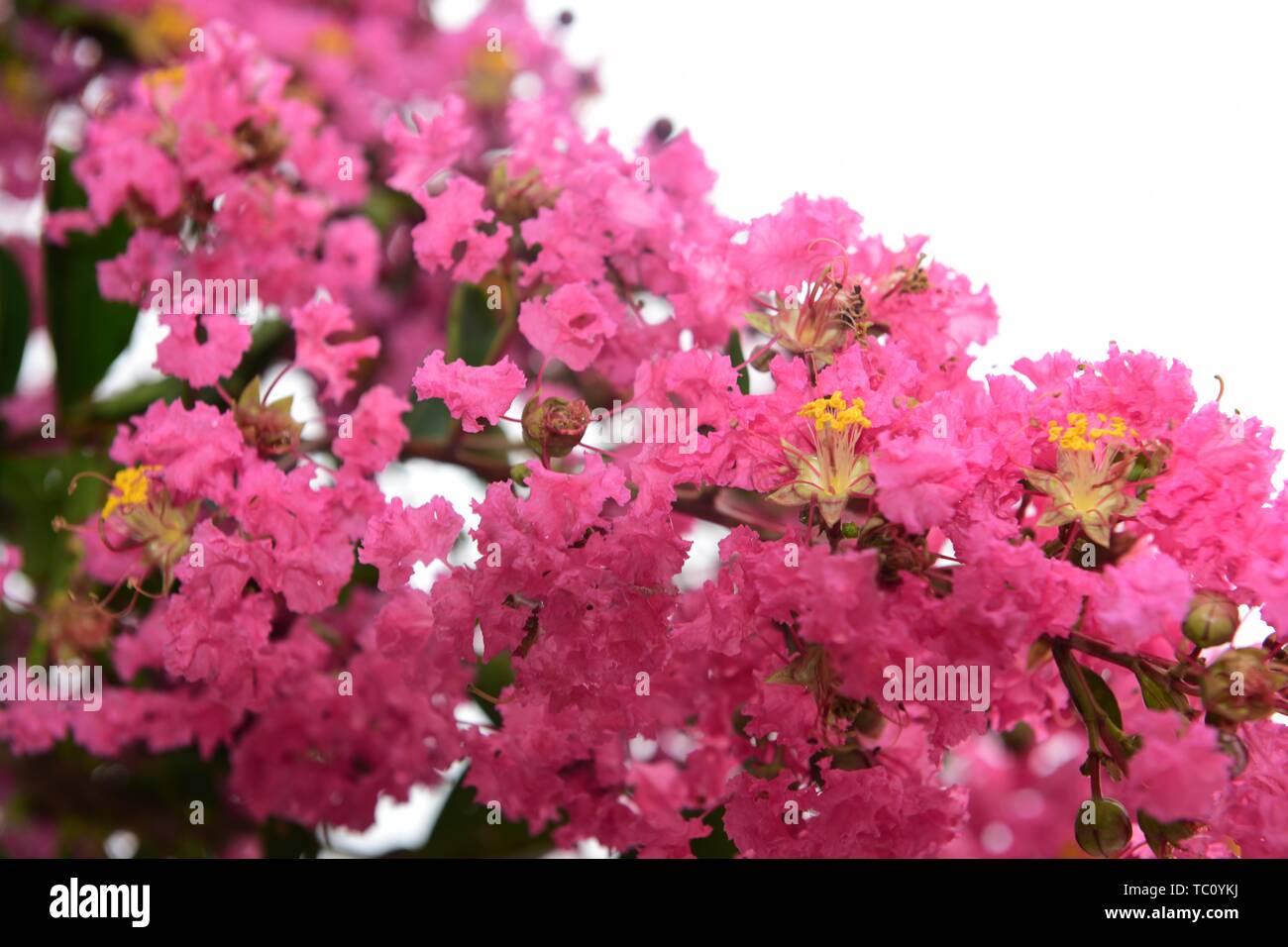 Crape myrtle bark hi-res stock photography and images - Alamy