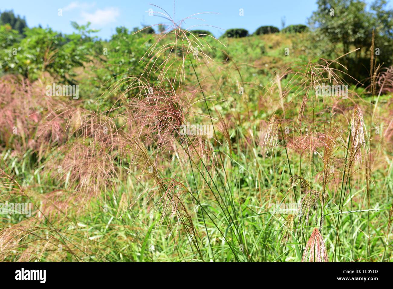 Reed hd hi-res stock photography and images - Alamy