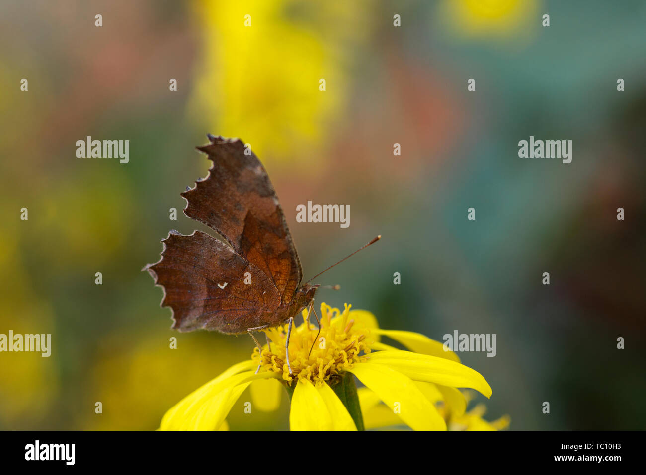 A set of microscopic insect tablets Stock Photo - Alamy