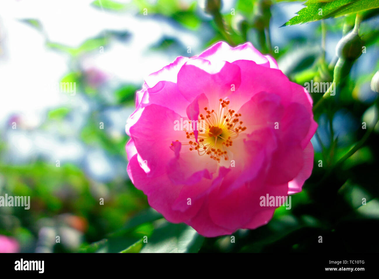 Frameless drawings hi-res stock photography and images - Alamy