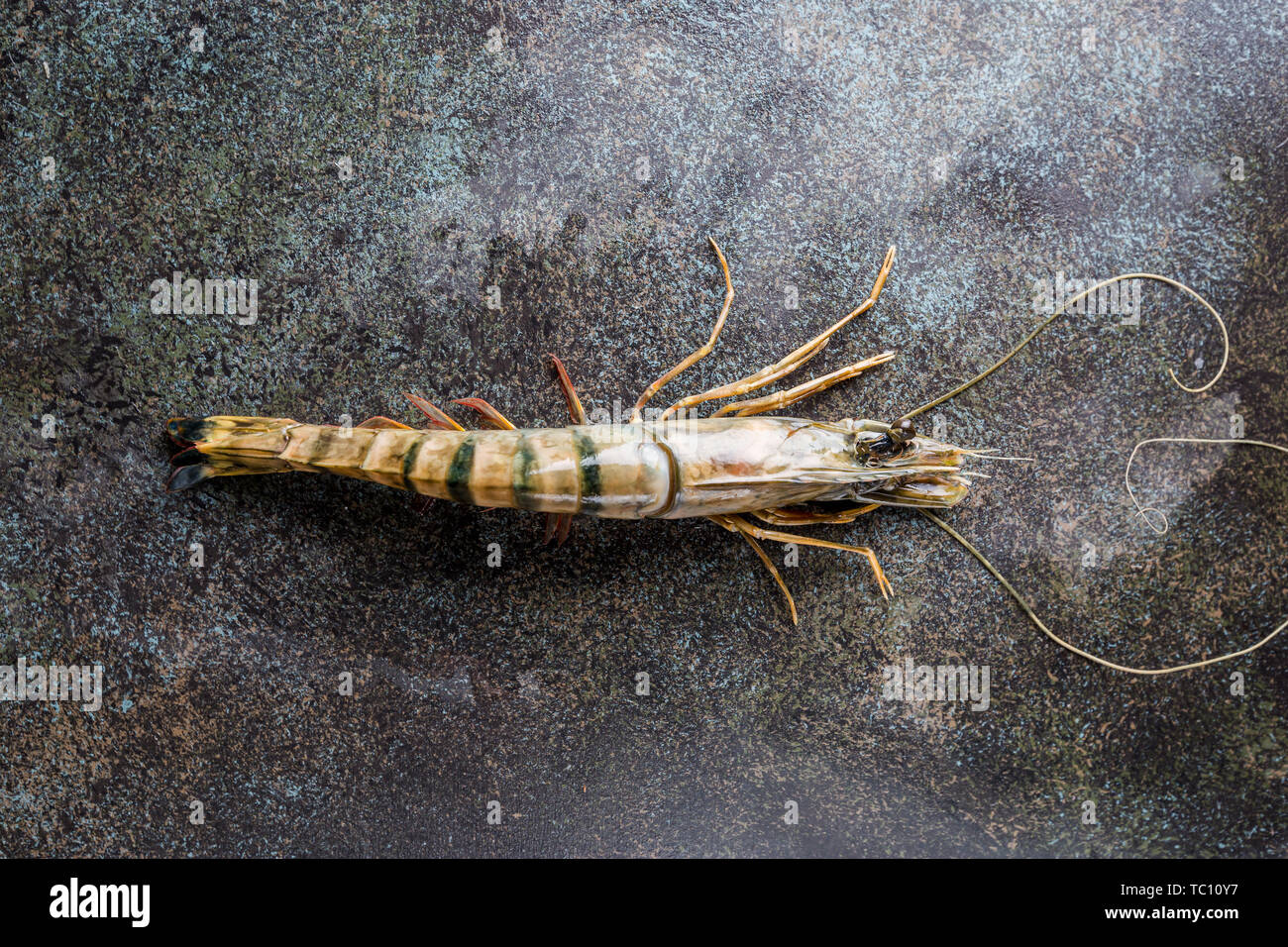 Raw fresh Tiger Prawn Stock Photo - Alamy