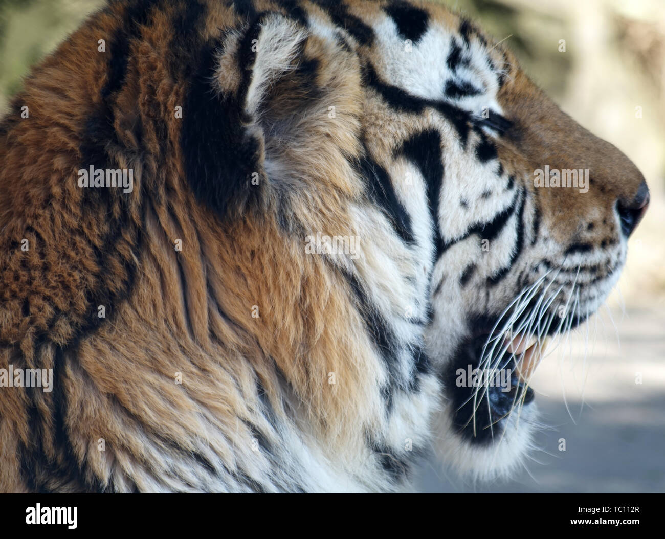 Albinos tiger hi-res stock photography and images - Alamy