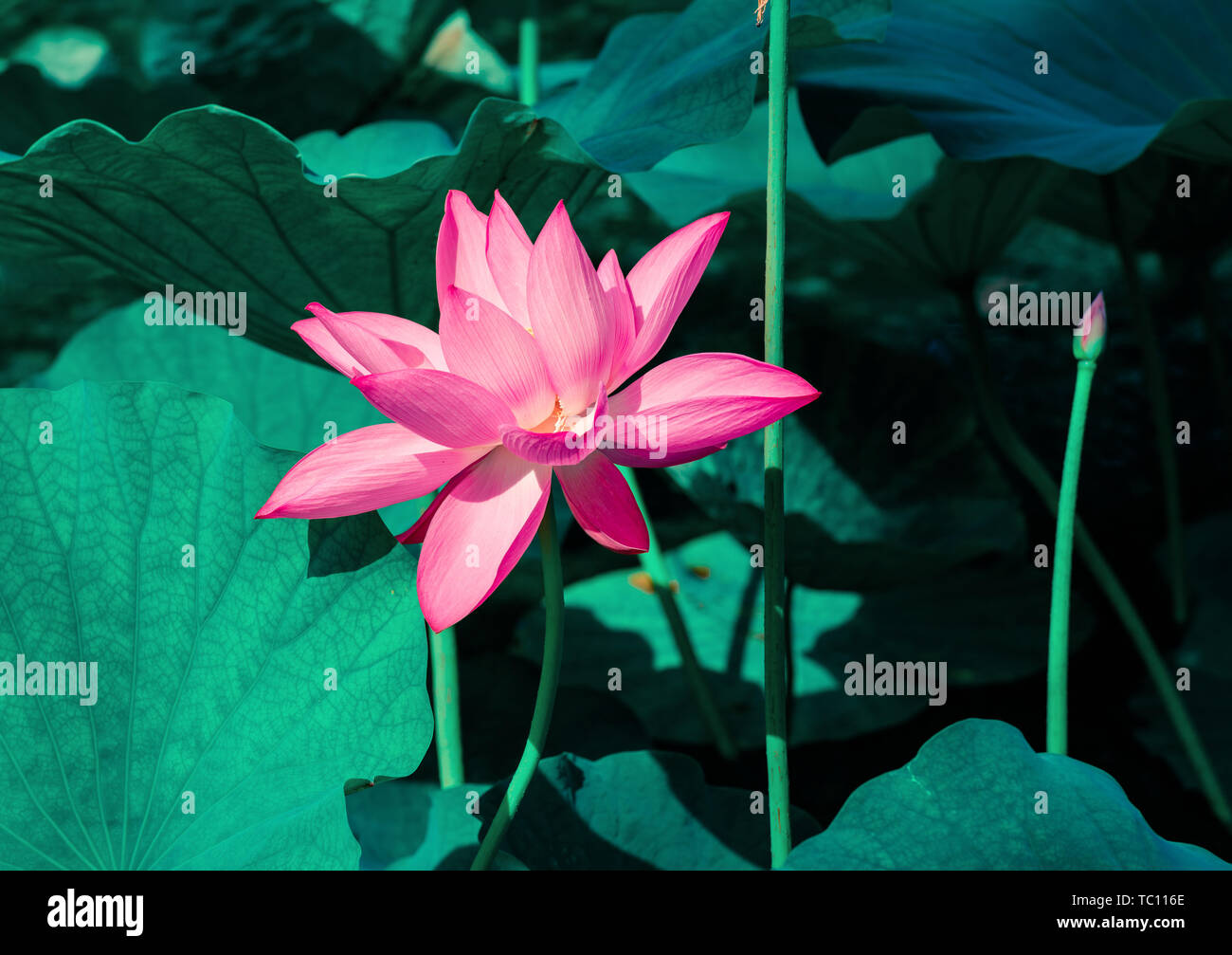 Lotus Genus High Resolution Stock Photography and Images - Alamy