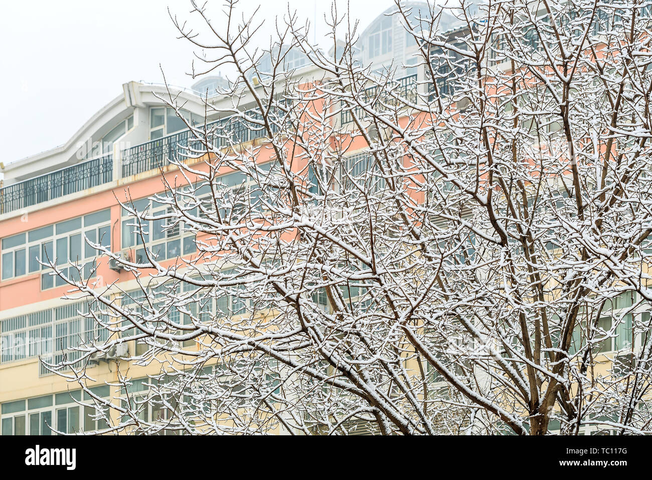 The beautiful scenery of the branches of the community after the snow ...