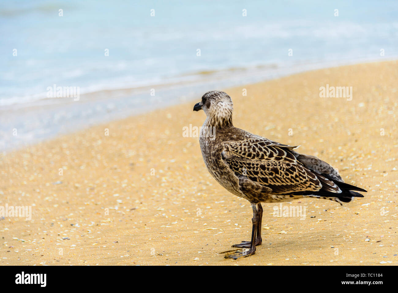Sea partridges hi-res stock photography and images - Alamy