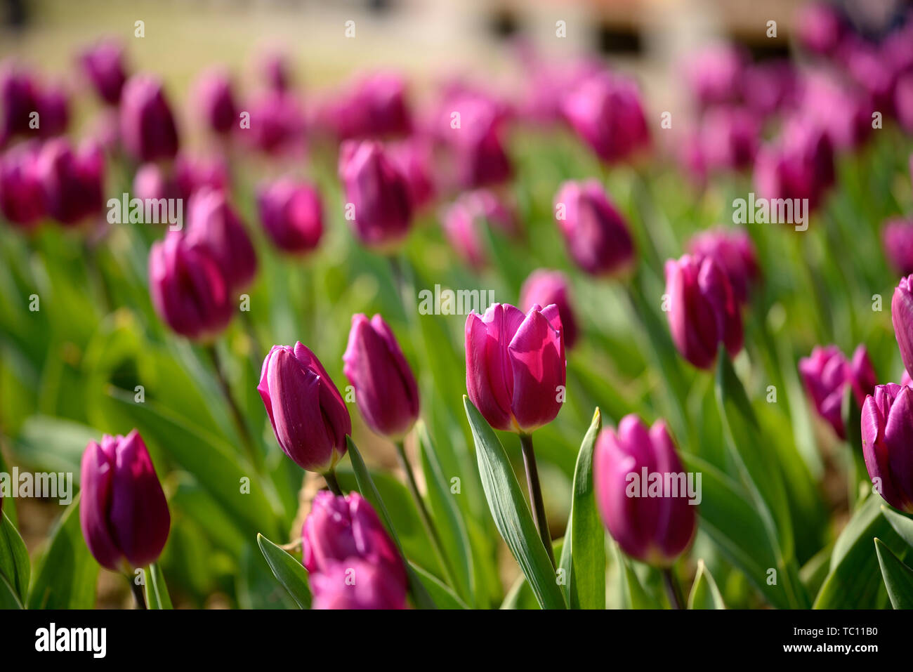 Fuchsia book illustration flower hi-res stock photography and images ...