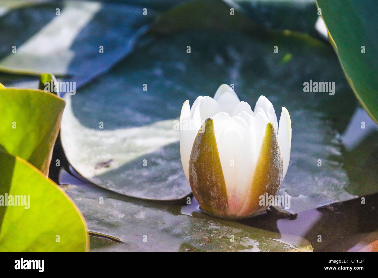 In the sun, a water lily is opening up Stock Photo - Alamy