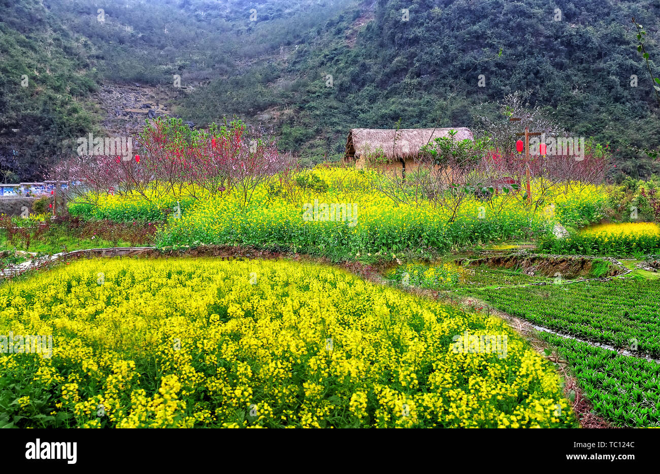 Plants and scenic scenery hi-res stock photography and images - Alamy