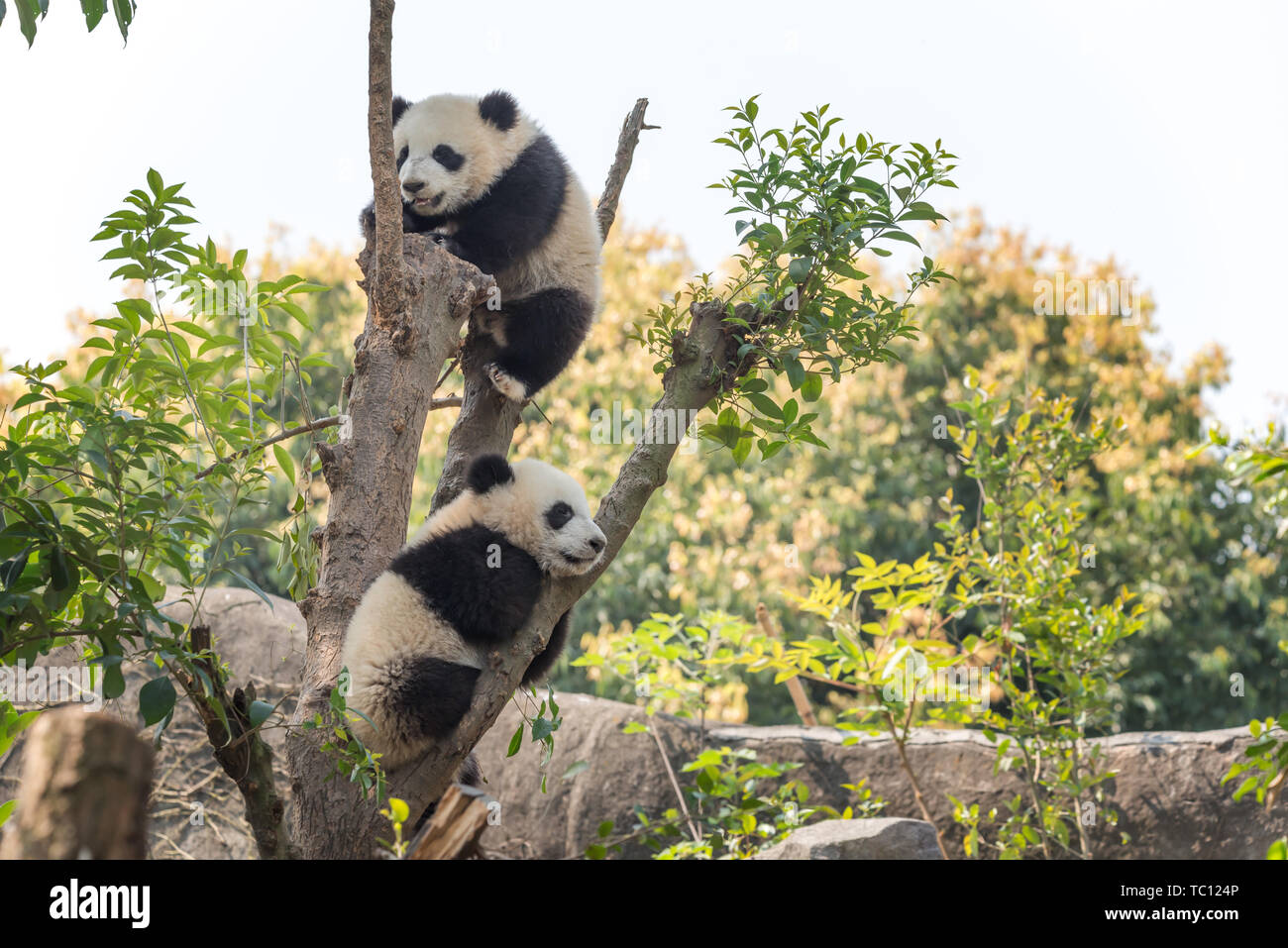 Panda bear cubs hi-res stock photography and images - Alamy