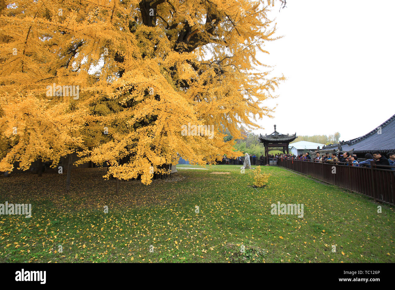 Ginkgo biloba ancient construction for thousands of years ancient ...