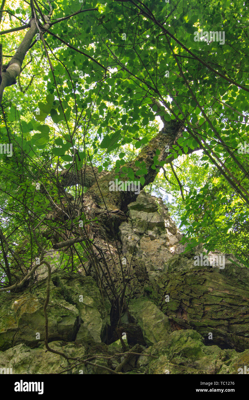 Green plants, forest landscapes Stock Photo - Alamy