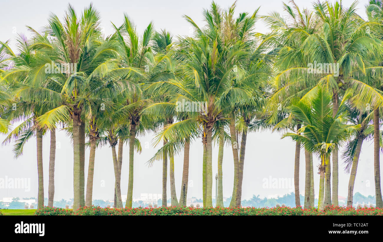 Row Of Coconut Tree High Resolution Stock Photography and Images - Alamy