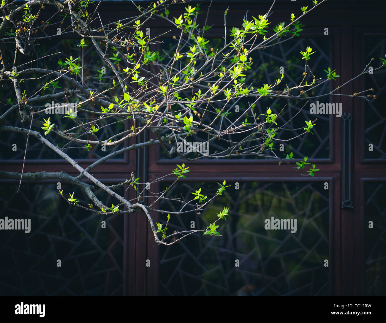 Spring in the gardens of Suzhou Stock Photo - Alamy