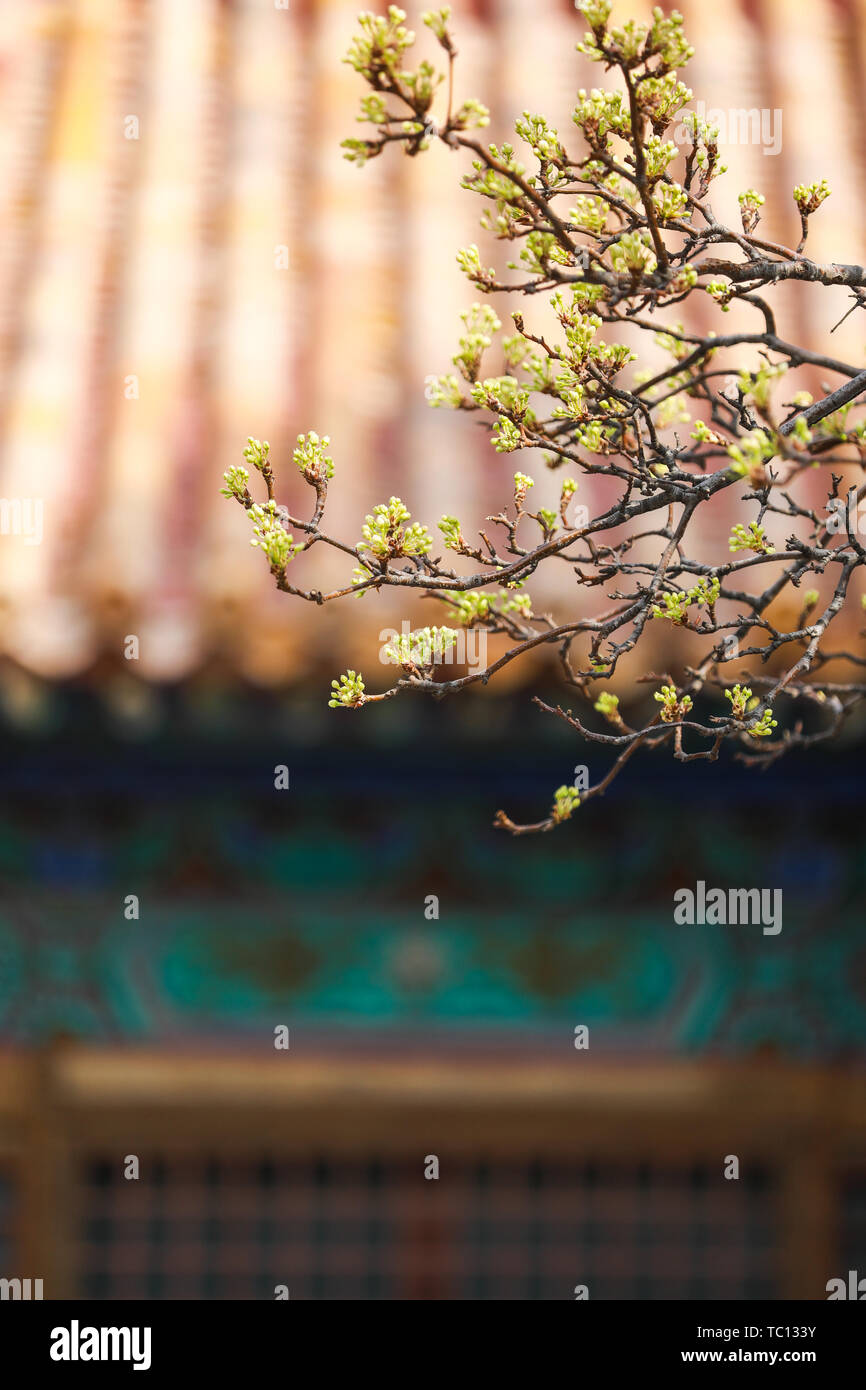 Spring Palace Museum Stock Photo - Alamy