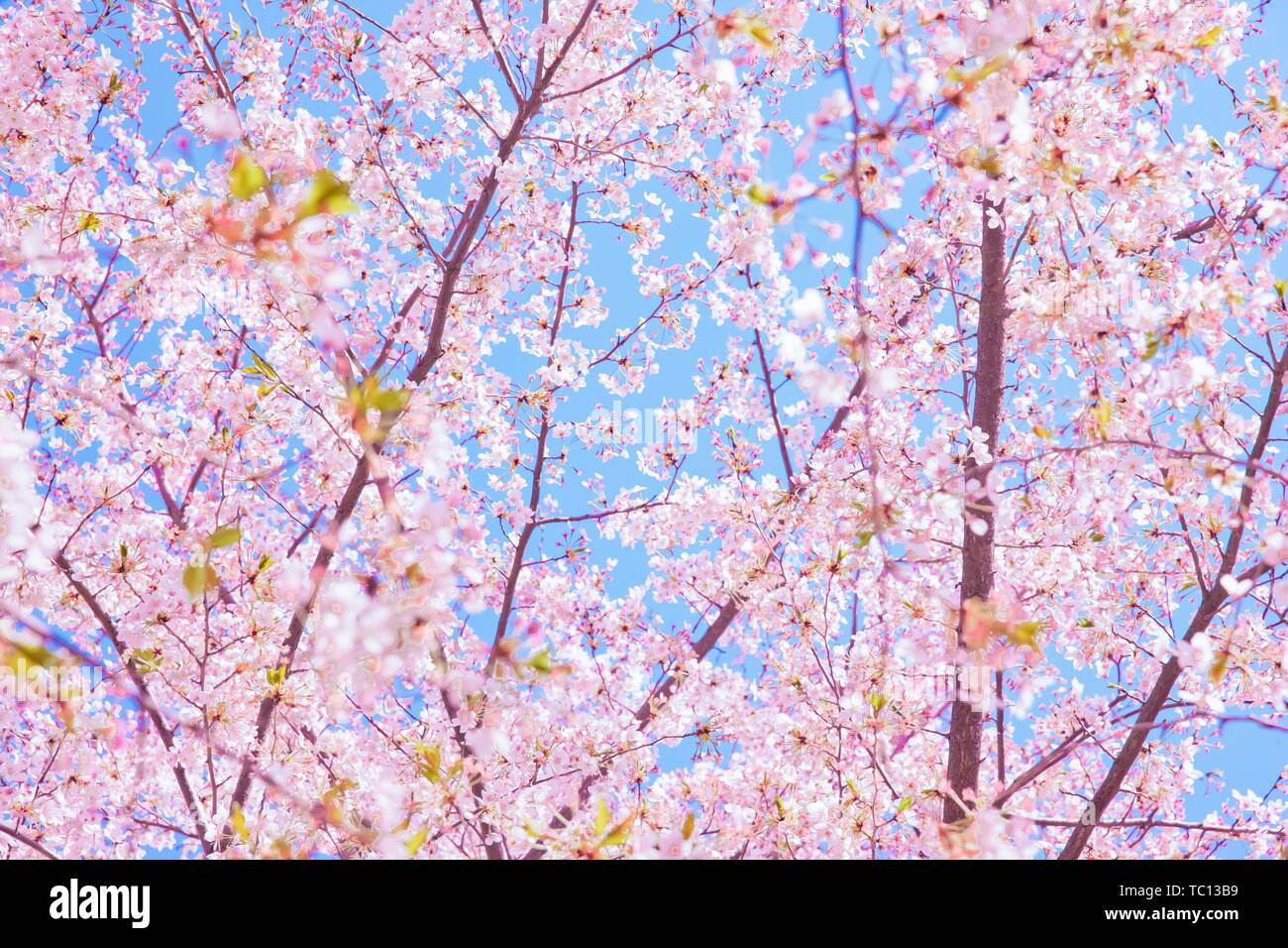 Beijing Yuyuantan Park Cherry Blossom Festival Stock Photo - Alamy