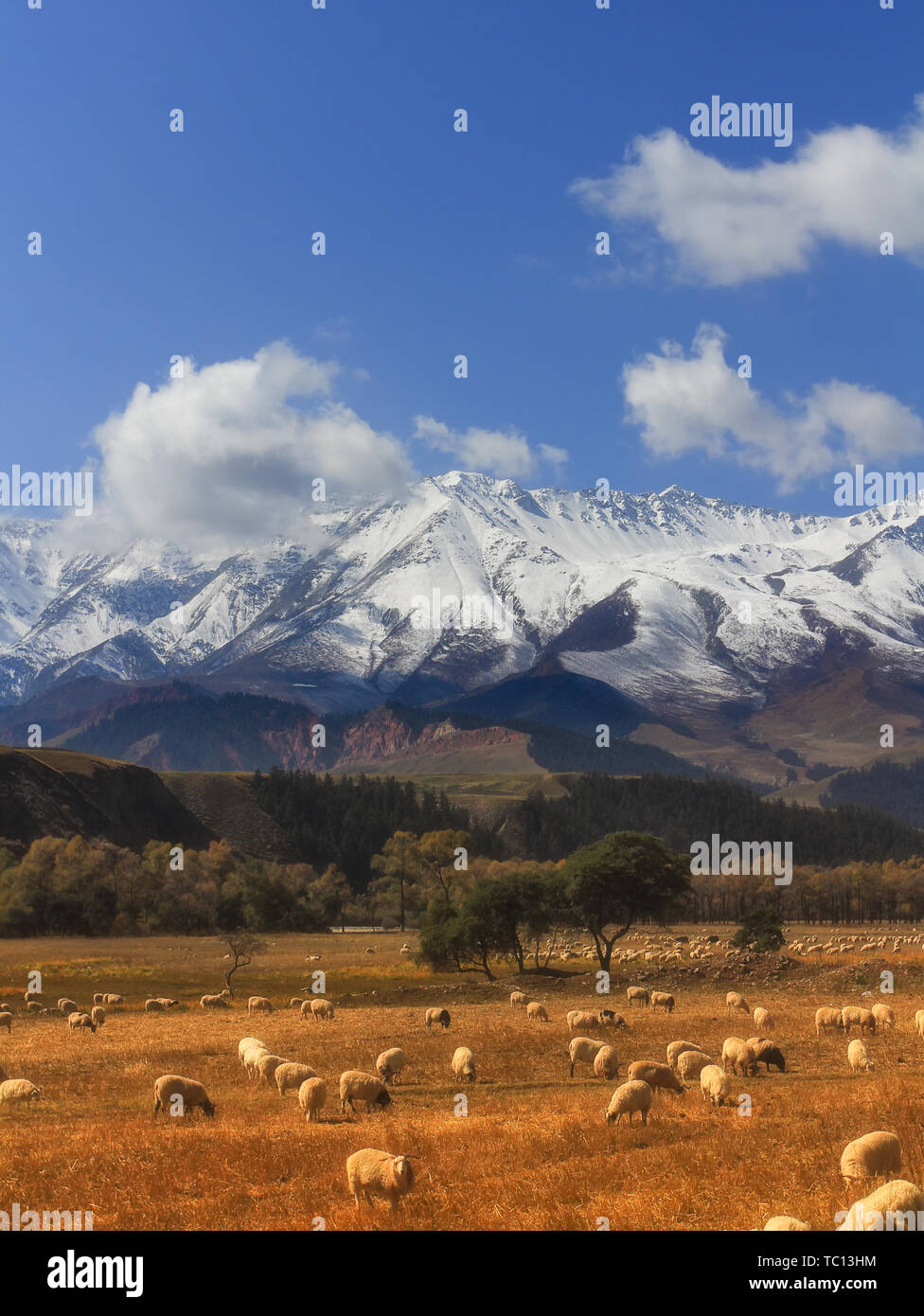 China plateau pasture hi-res stock photography and images - Alamy