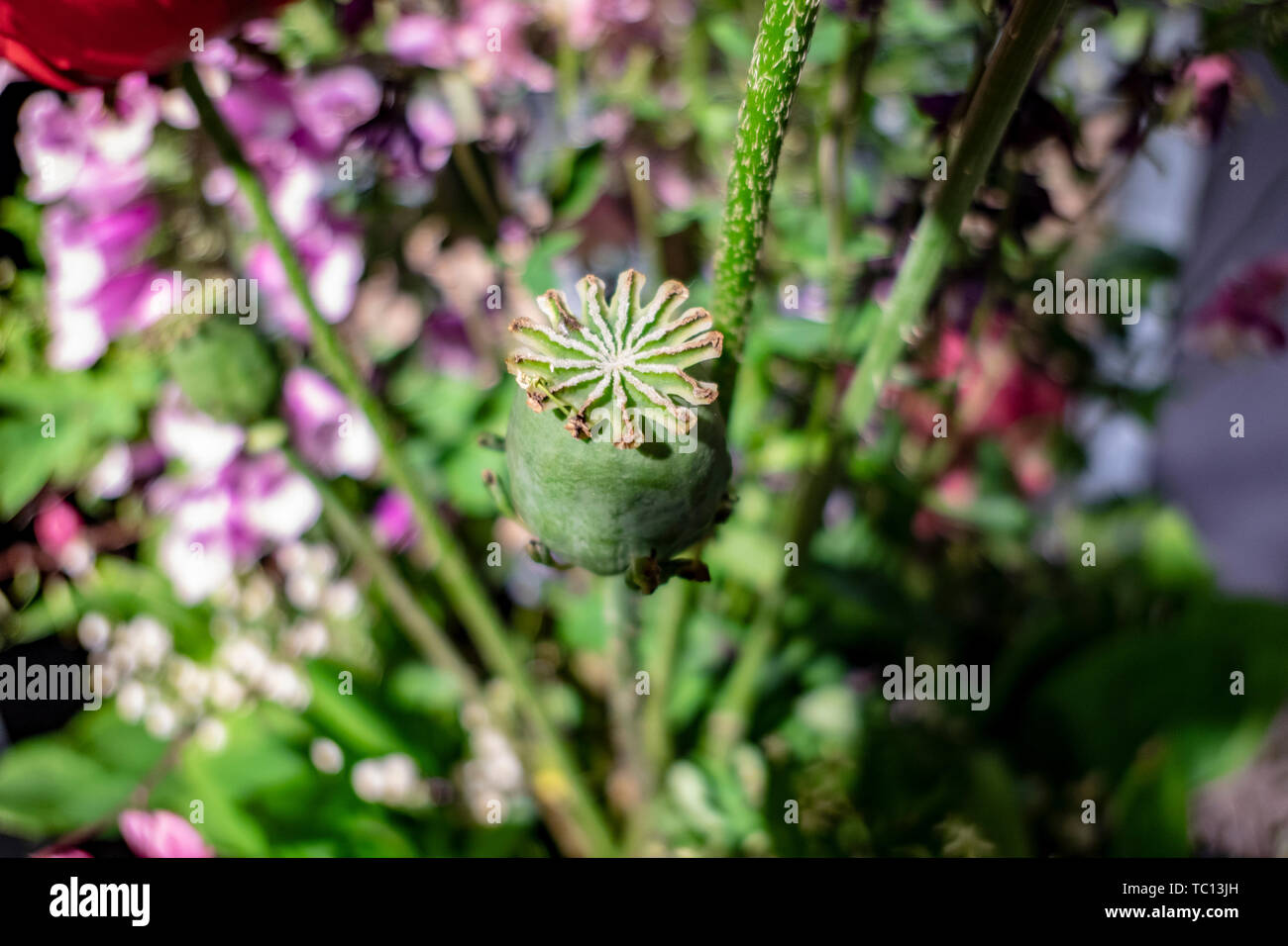 Poppy seed capsule from poppy without leaves green Stock Photo - Alamy