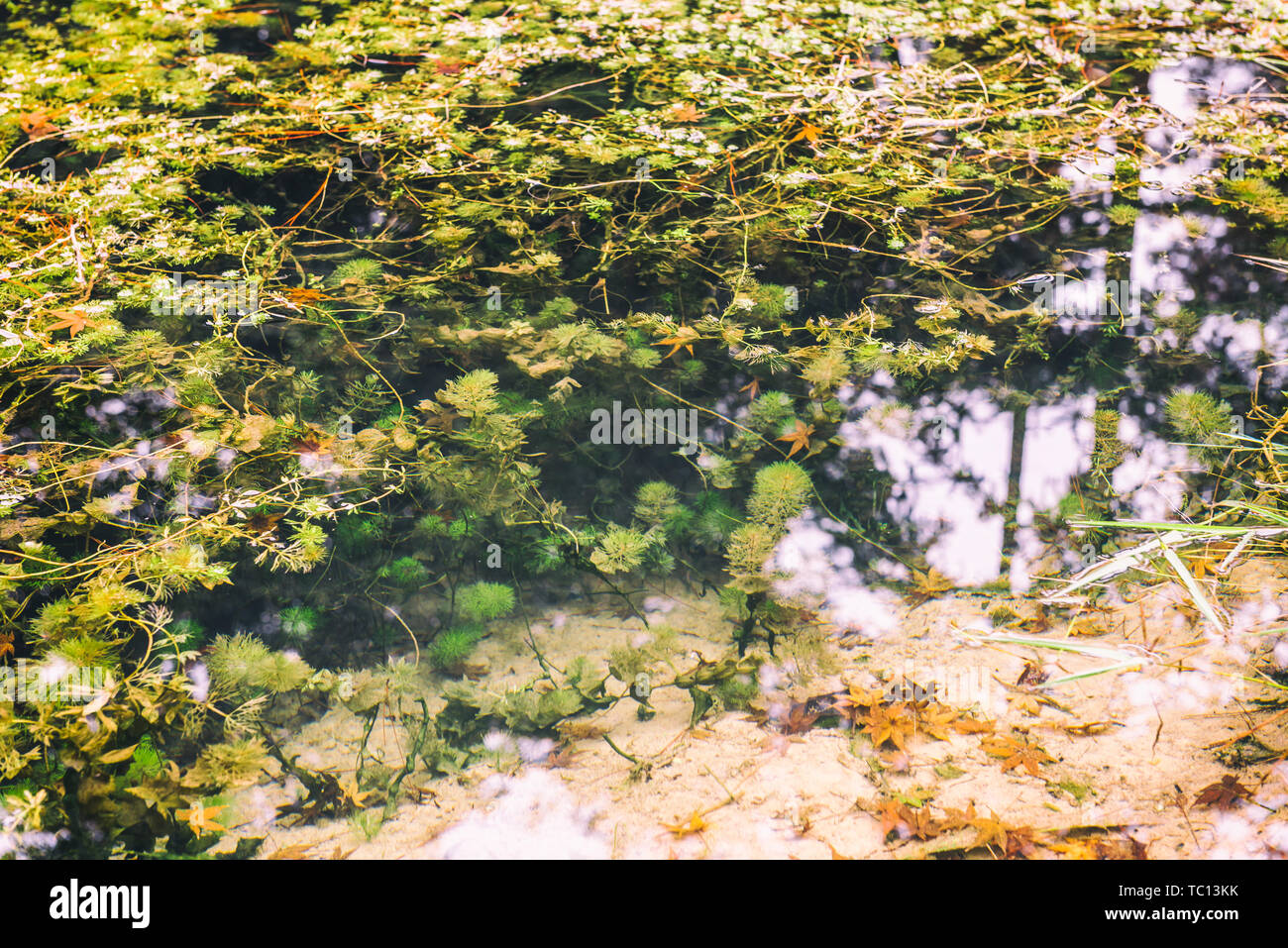 Scenery of Jiufeng Yaochi, Jiufengshan, Xiaojiuzhai, Chongqing Stock ...