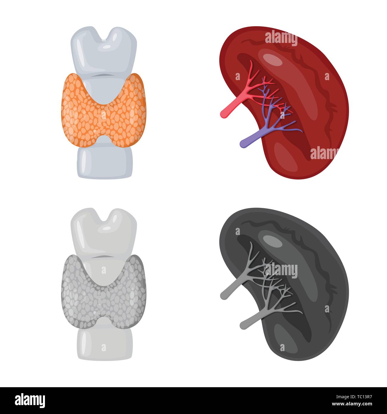 Kidney transplant diagram Cut Out Stock Images & Pictures - Alamy