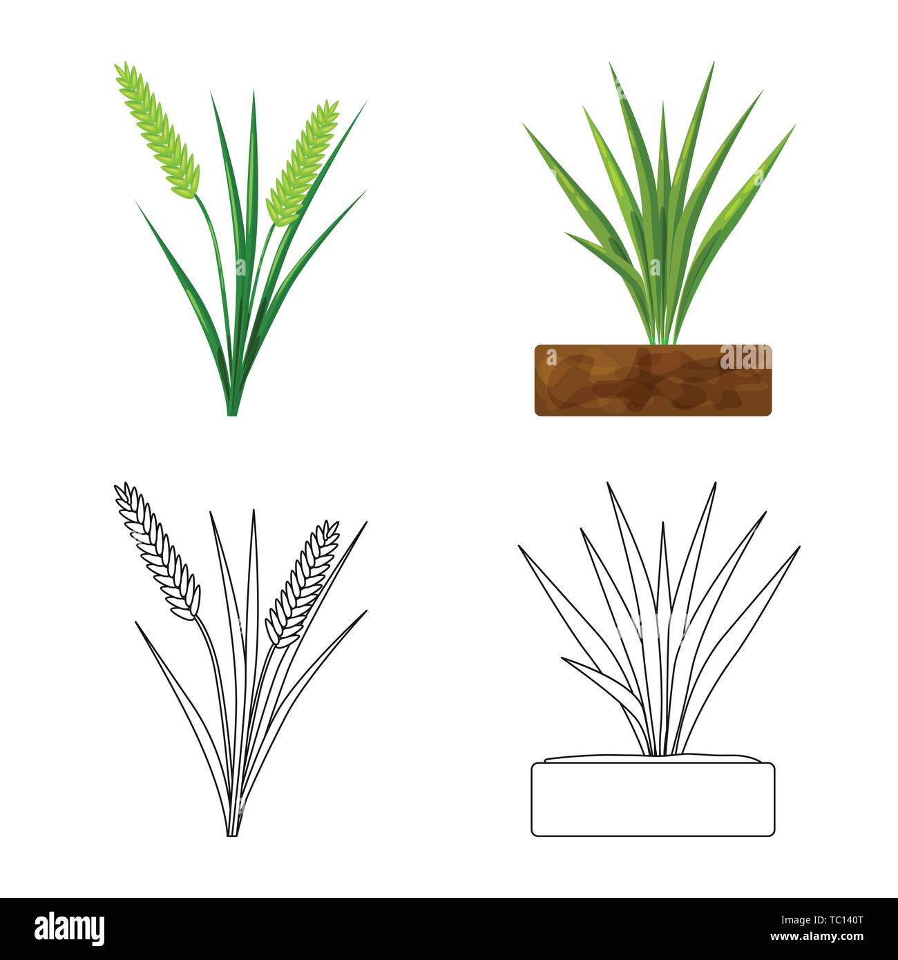 grain,panicle,rice,leaf,cereal,garden,harvest,farm,growth,field,land ...