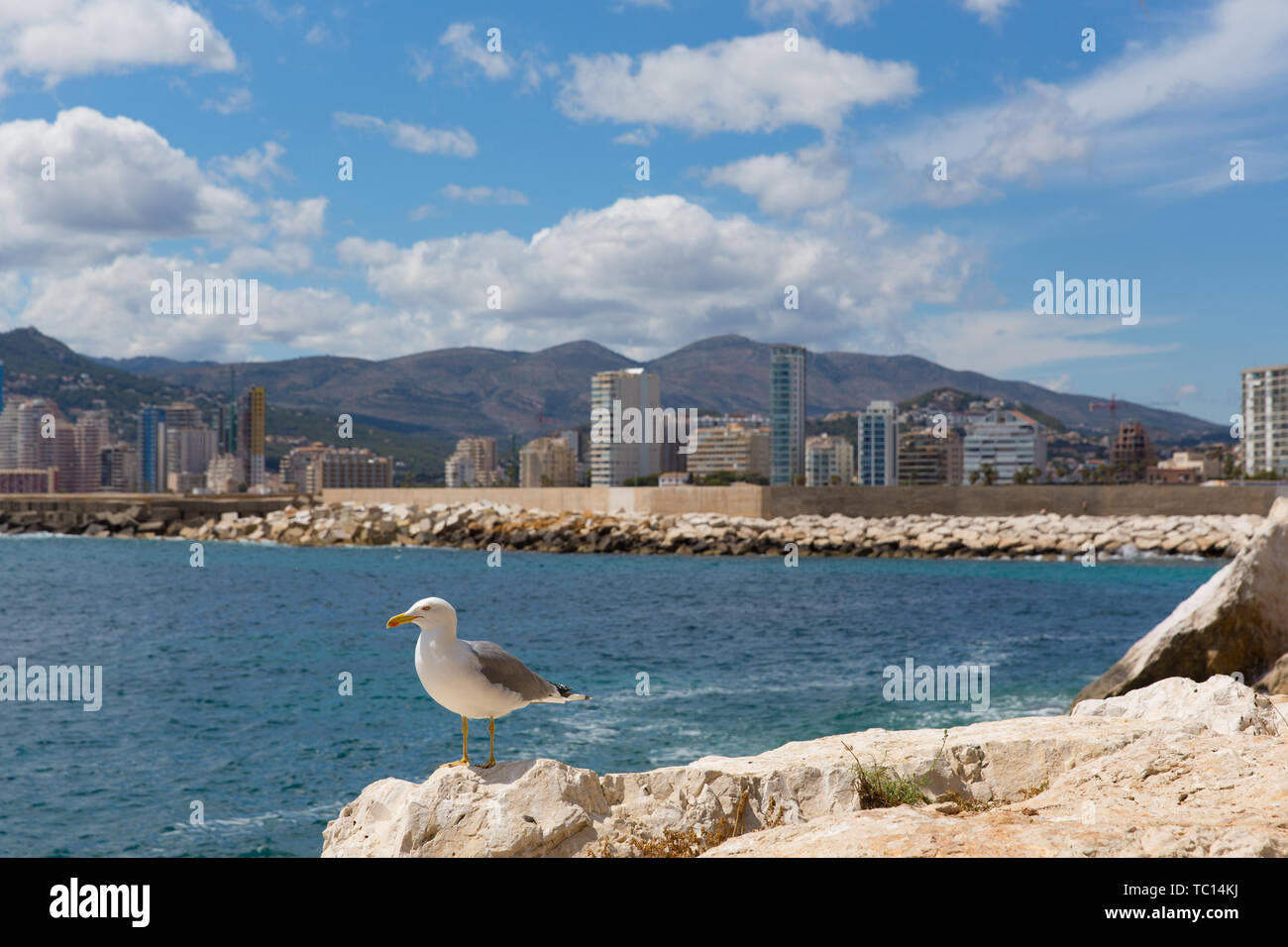 Seagull in Calpe Spain with town and seafront hotels and apartments on ...