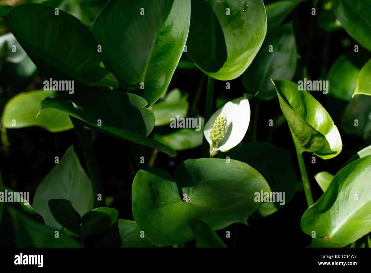 Calla, dragon root also marsh calla Stock Photo - Alamy