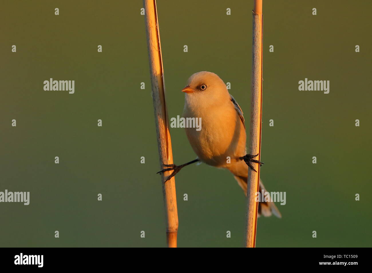 Beacock hi-res stock photography and images - Alamy