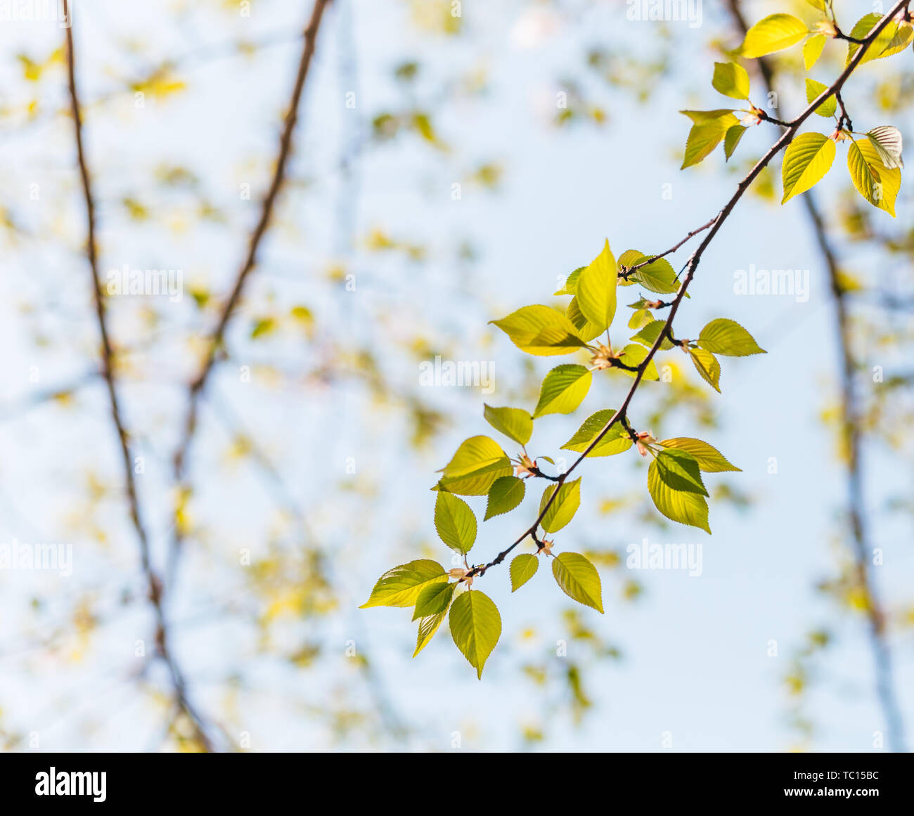 Cherry blossom leaves Stock Photo - Alamy