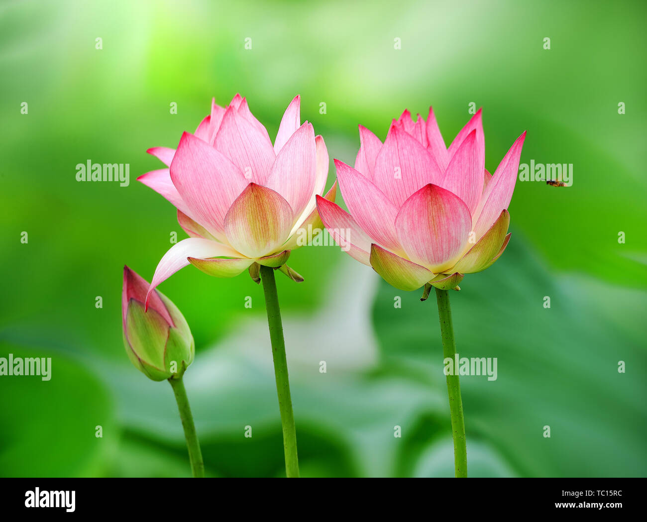 Lotus and birds Stock Photo - Alamy