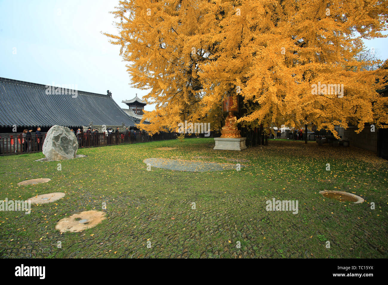 Ginkgo guanyin temple hi-res stock photography and images - Alamy