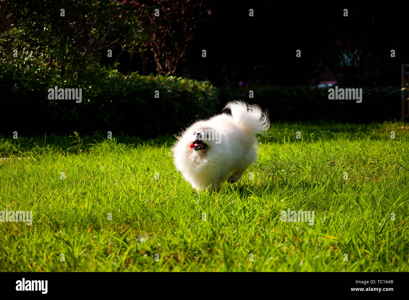 Pomey hi-res stock photography and images - Alamy