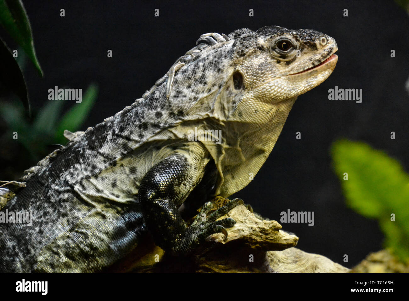 London zoo reptile house hi-res stock photography and images - Alamy