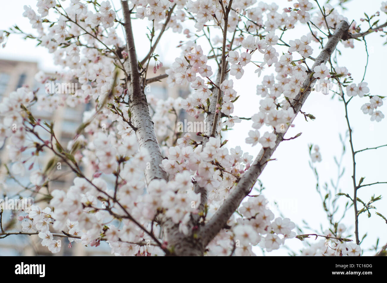 Cherry blossoms in early spring Stock Photo - Alamy