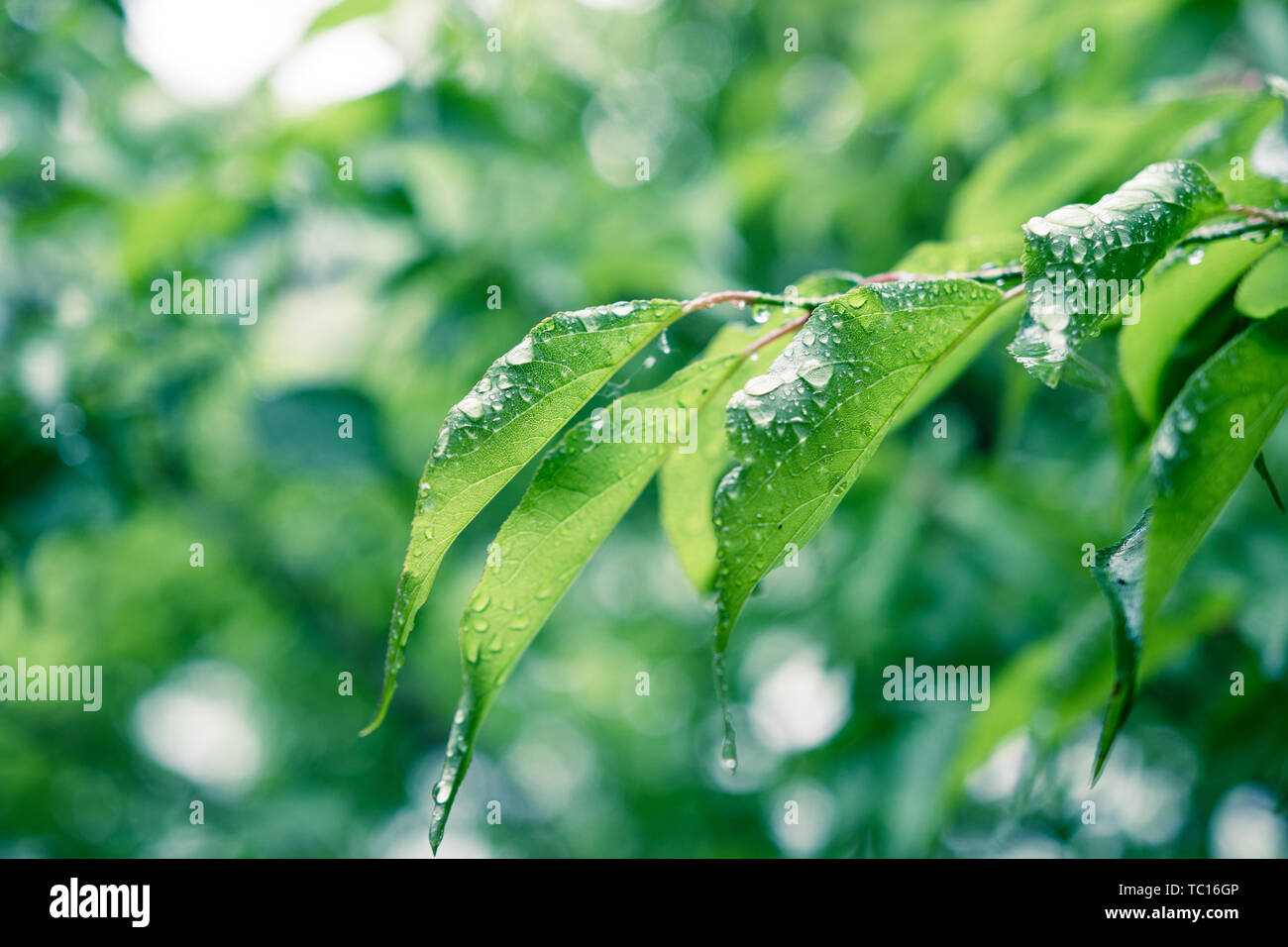 Grains and rain garden with nature hi-res stock photography and images ...