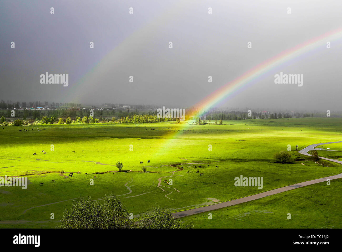 All of the images are from Narathi grassland, Turgen apricot flower ...
