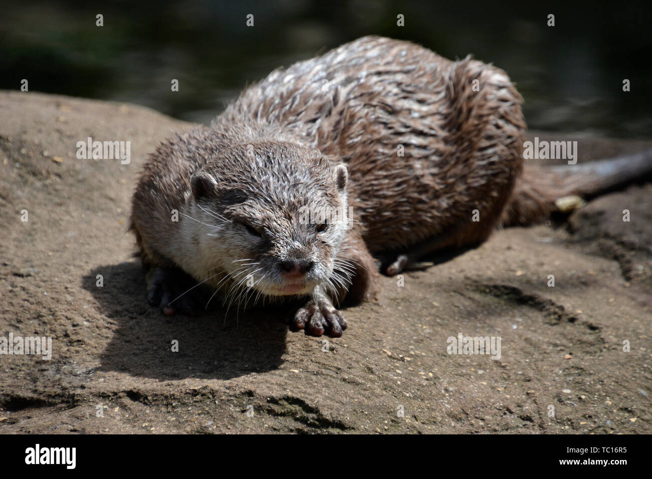 Otter at London Zoo, London, England, UK Stock Photo - Alamy