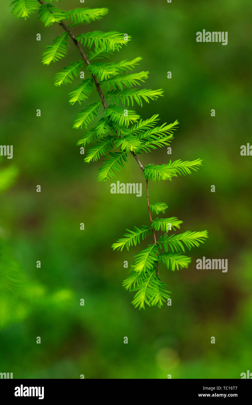 Newly germinated Sequoia trees in spring Stock Photo - Alamy