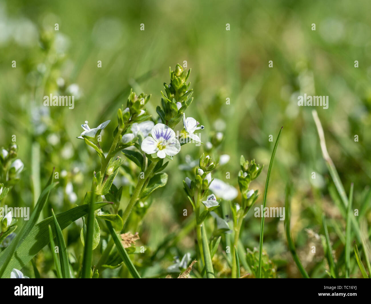 A ground level images of the flowers of Veronica serpyllifolia Stock ...