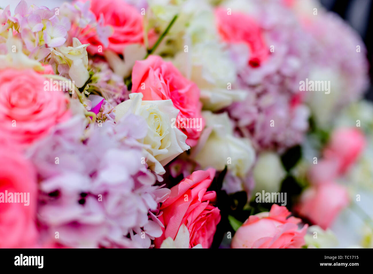 Pink promise rose hi-res stock photography and images - Alamy