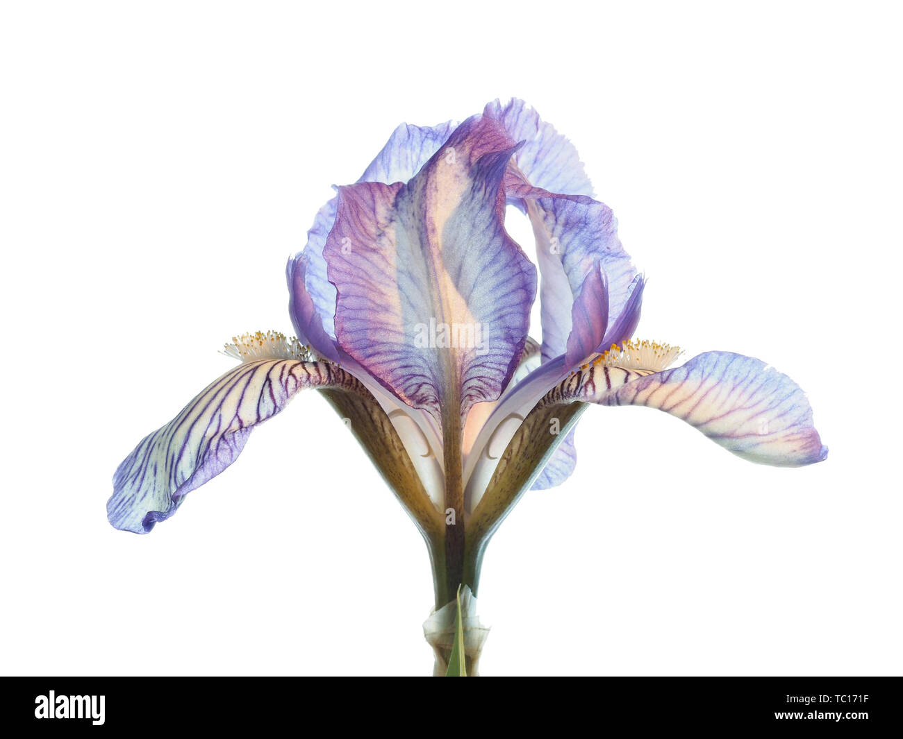 A close up of the pale blue flowers of Iris Scribe against a pure white ...